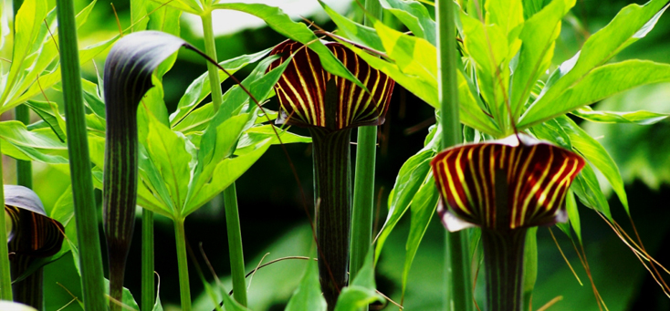 Vancouver Hardy Plant Group – Dedicated to the Cultivation and Study of ...