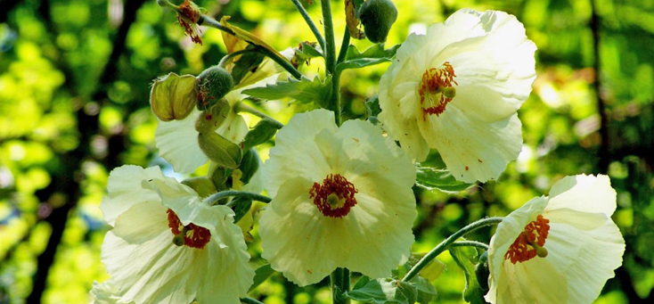 Vancouver Hardy Plant Group – Dedicated to the Cultivation and Study of ...